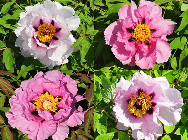 Cricket Hill Garden | Peony Heaven