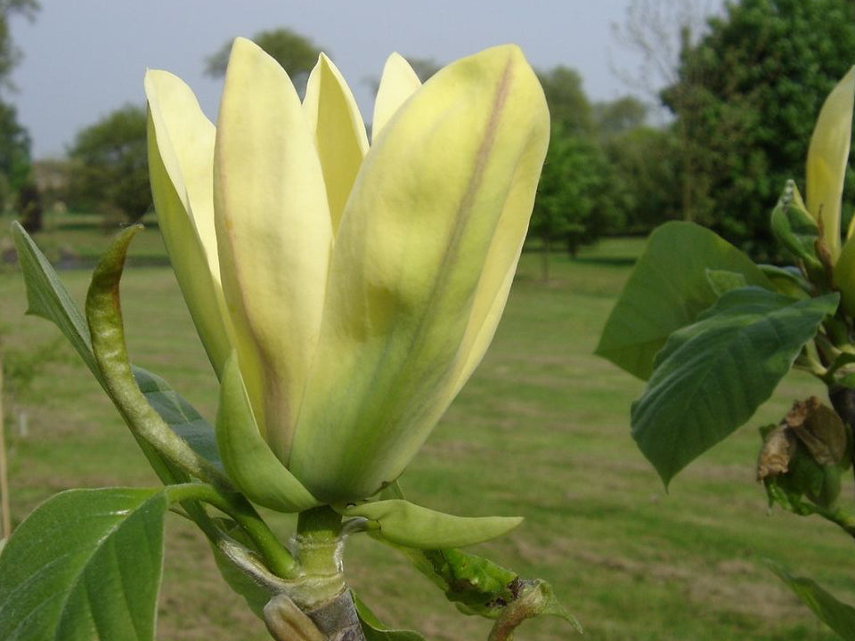 Magnolia 'Ultimate Yellow' – Cricket Hill Garden