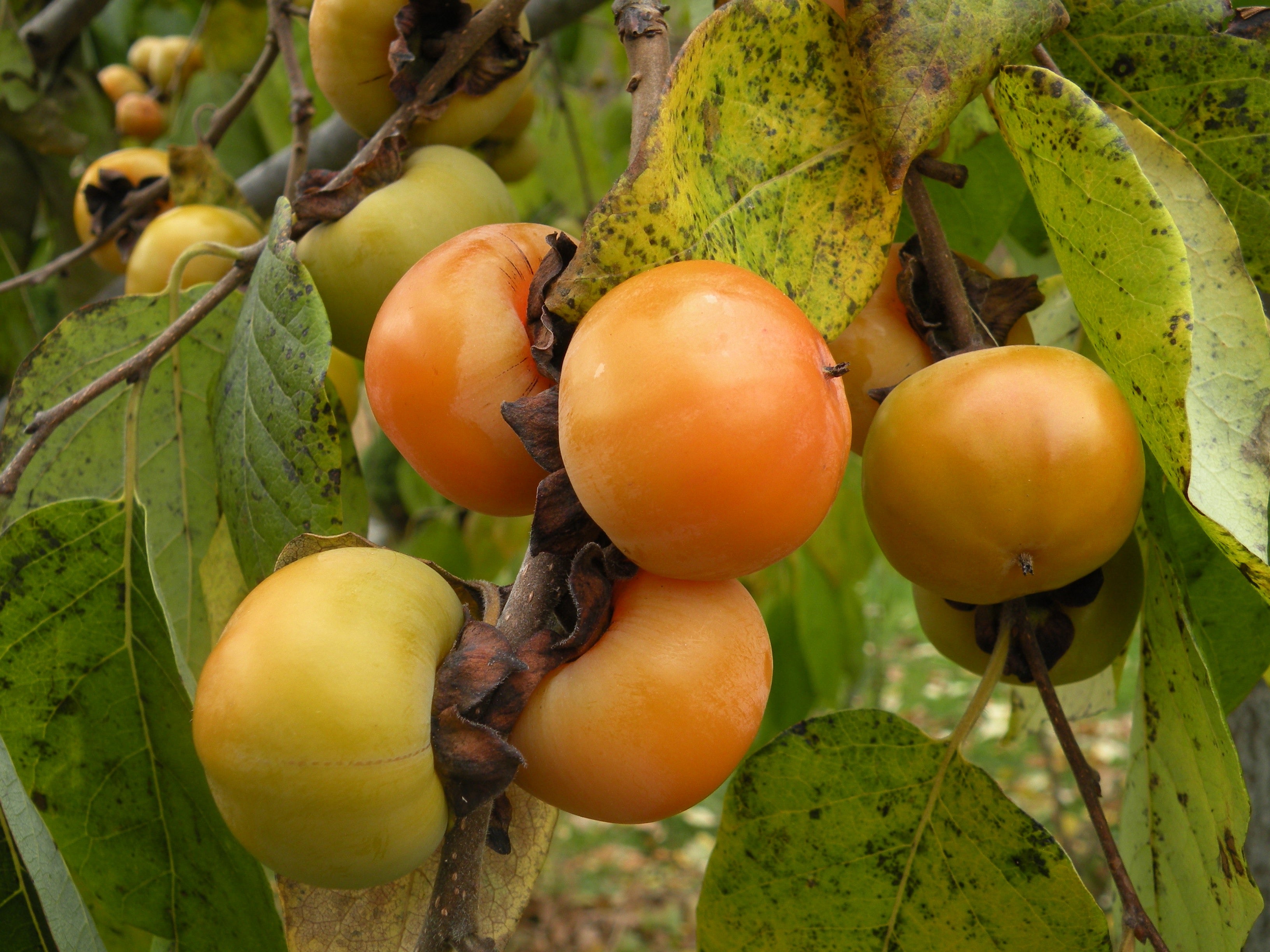 Diospyros, 'Meader' American persimmon – Cricket Hill Garden