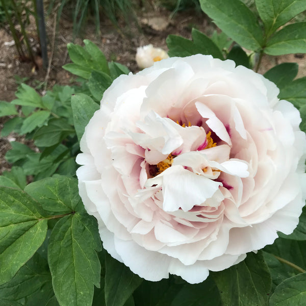 Growing Peonies In USDA Zones And – Cricket Hill Garden, 59% OFF