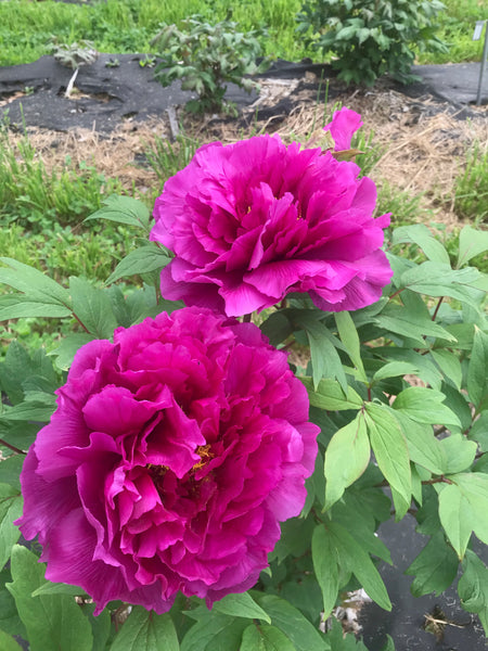 Paeonia suffruticosa, 'New National Beauty' Japanese tree peony ...