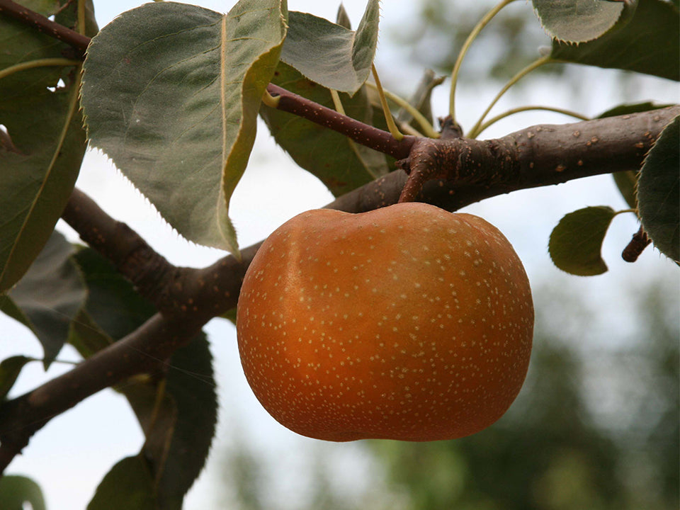 Pyrus, 'Shinsui' asian pear – Cricket Hill Garden
