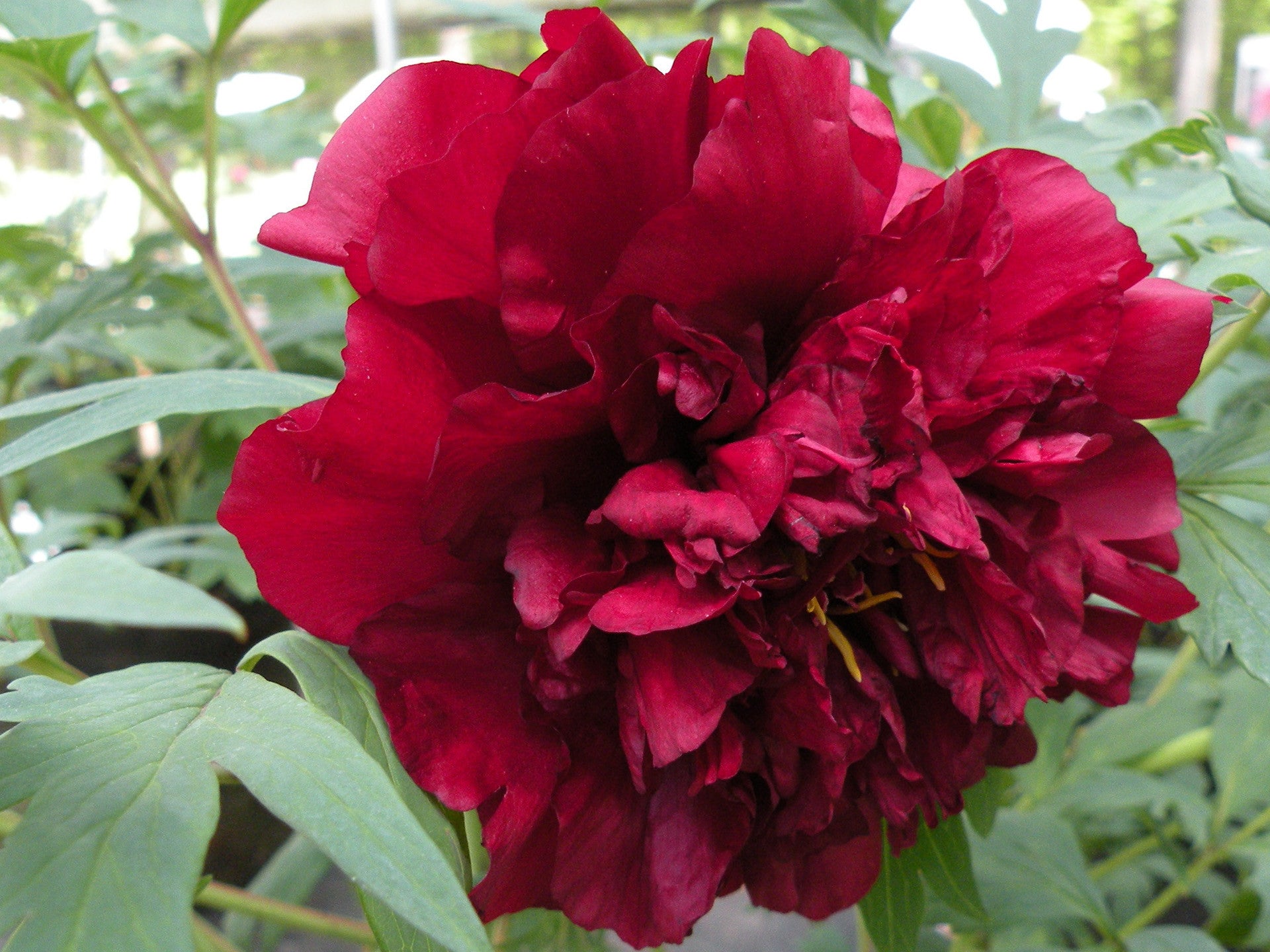 Vesuvian | American Hybrid Tree Peony – Cricket Hill Garden